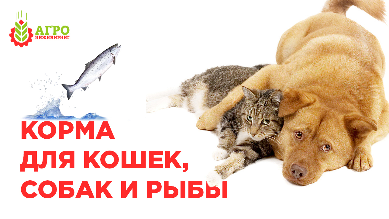 Корма для домашних животных как бизнес. Рынок, производство, перспективы.