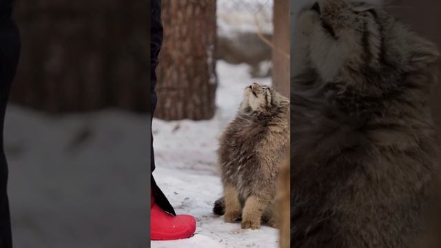 Манулы очень скрытные зверьки и не идут на контакт с людьми, но этот просит вкусняху