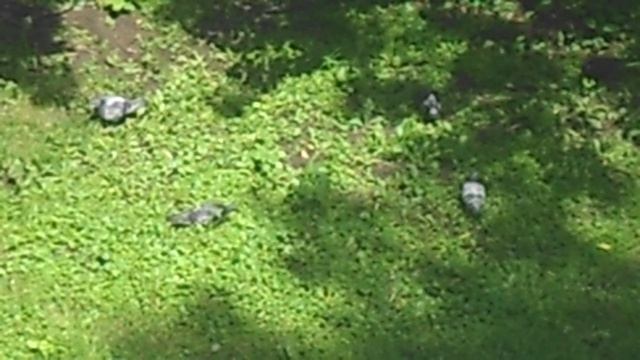 Голубиная стайка на выпасе54884  DSCN4473