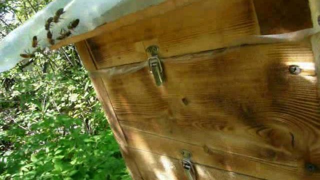 11.Пчёлы, начало. Часть 6.
