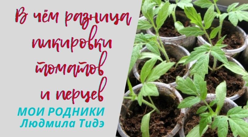 В чём разница пикировки томатов и перцев.mp4