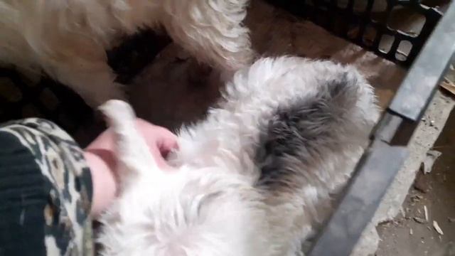 Белка родила.