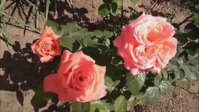 мои розочки, отчёт.mp4