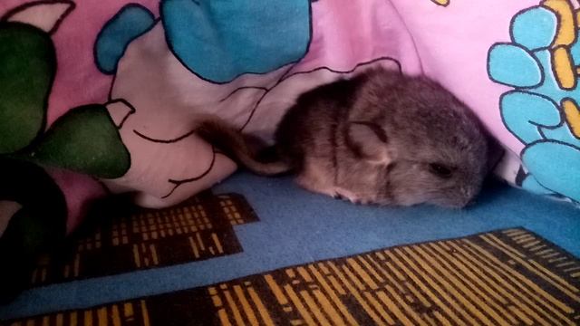 Шиншилленок слабенький, но уже пошёл на улучшение