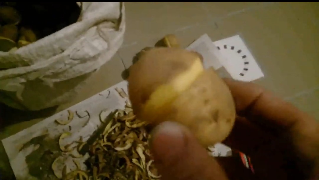 Как сажать картофель. Кербовка и стыковка.Супер эксперименты на огороде с картофелем