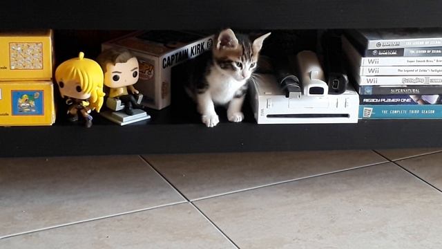Капитан и Котмпания?