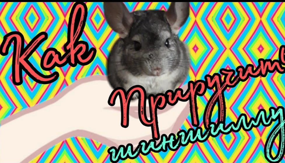 Как приручить шиншиллу к рукам.