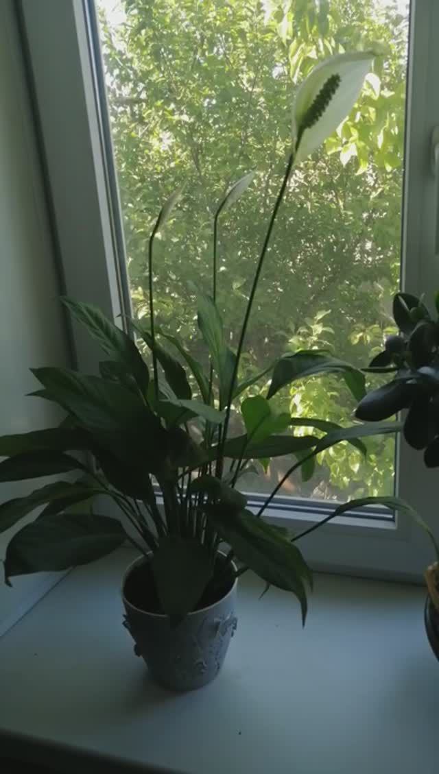 Cпатифилум или цветок "женское счастье" цветет