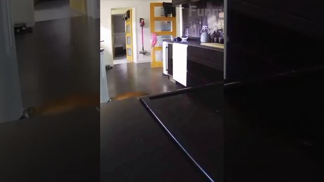 Злой медведь в машине, смешные коты и ржачные животные