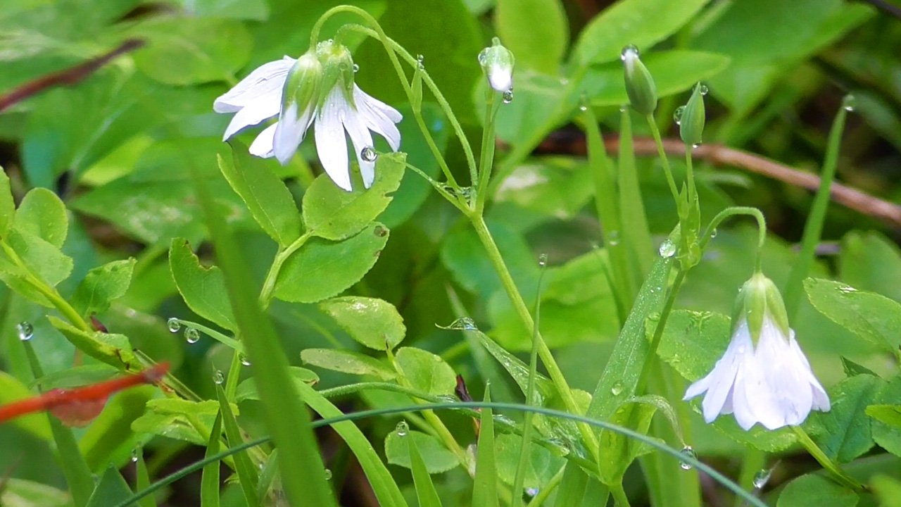 Первые дни лета: березовая роща. Звуки живой природы.
