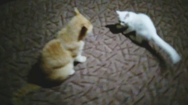 Кошки как инерджайзер, минута покоя и снова в бой