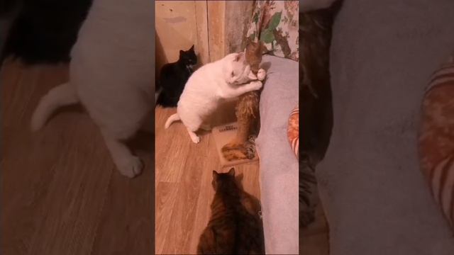 Балу.mp4