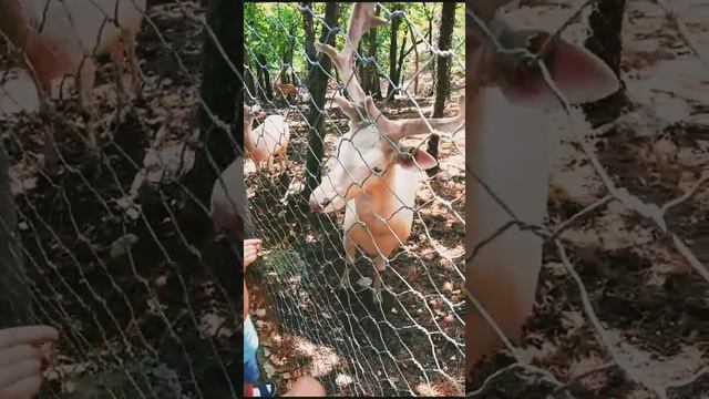 Дети кормят оленей в Сафари-парке🦌