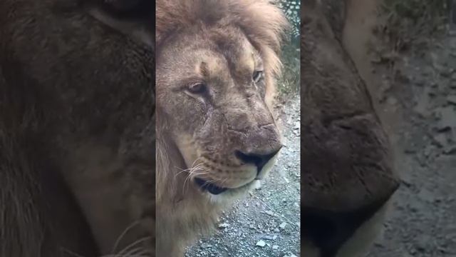 Грозный ЛЕВ РУГАЕТ МЕНЯ! ❤️ Аngry lion scolds me! Life of #lions