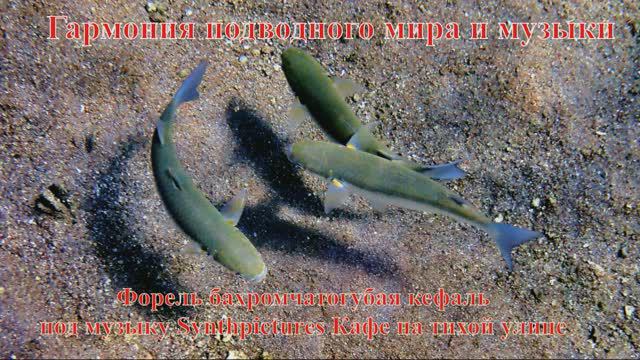 46. Форель Бахромчатогубая кефаль под музыку Synthpictures Кафе на тихой улице