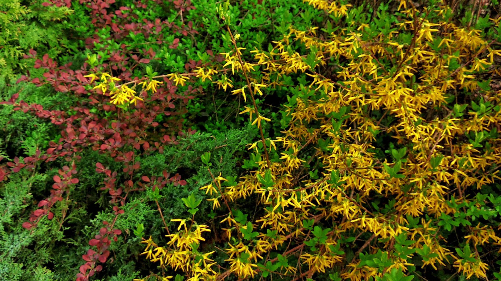 Пение птиц и цветение форзиции