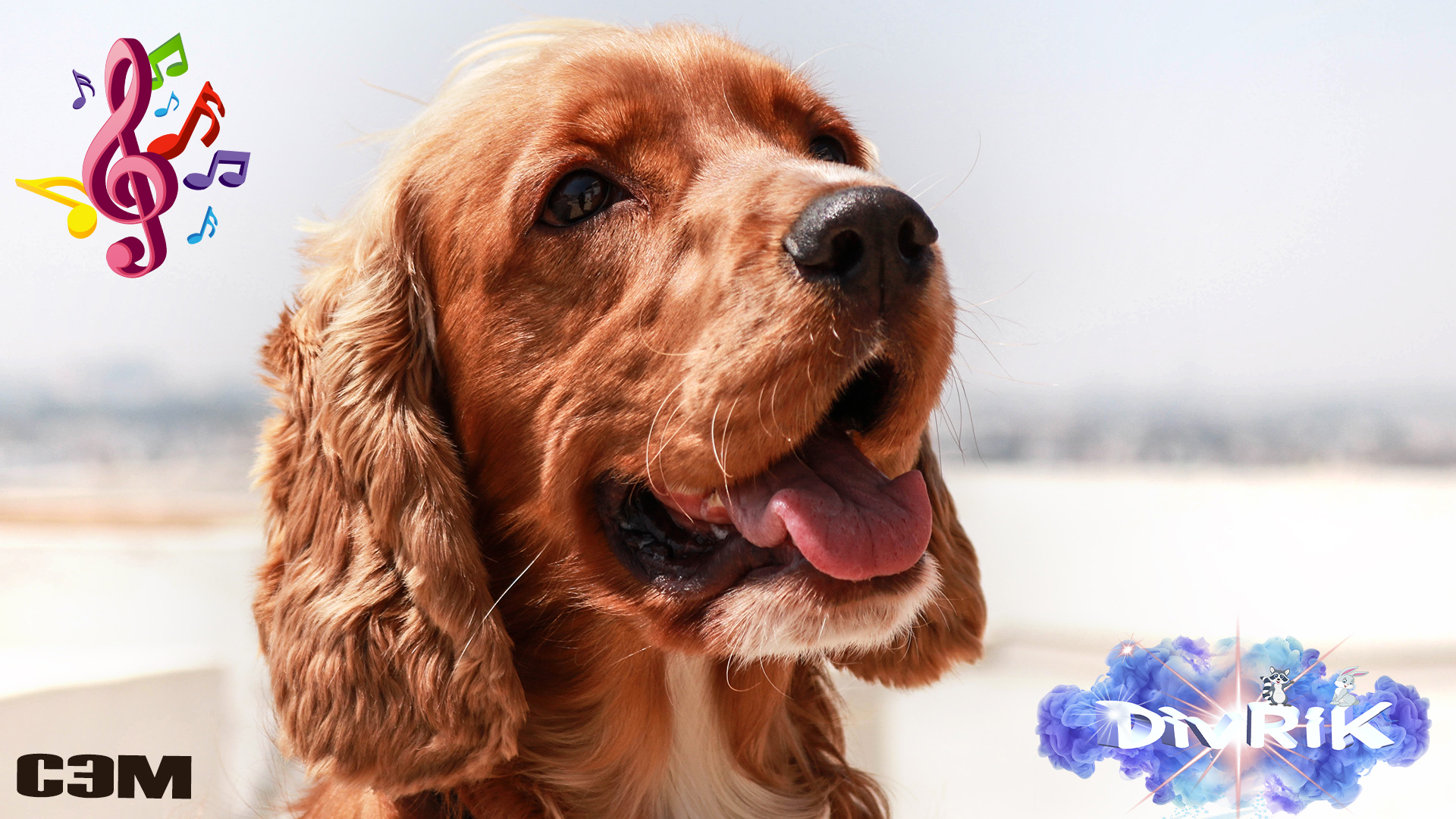 Спаниель Сэм ? поёт с Ксюшей на канале DivRiK ✔