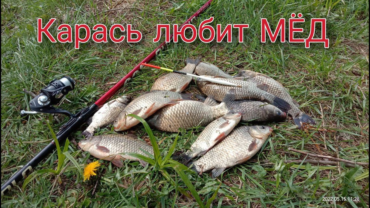 Рыбалка на поплавок весной в мае. Жор карася на утренней зорьке.