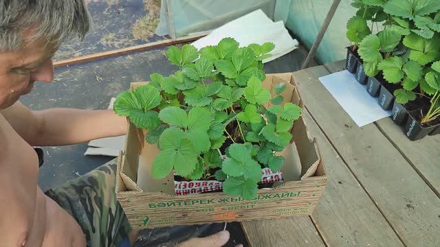 Упаковка #Саженцев клубники