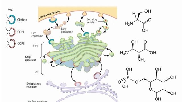 USMLE RX - 1.Биохимия - 1.Клеточная -  2.Клеточное передвижение