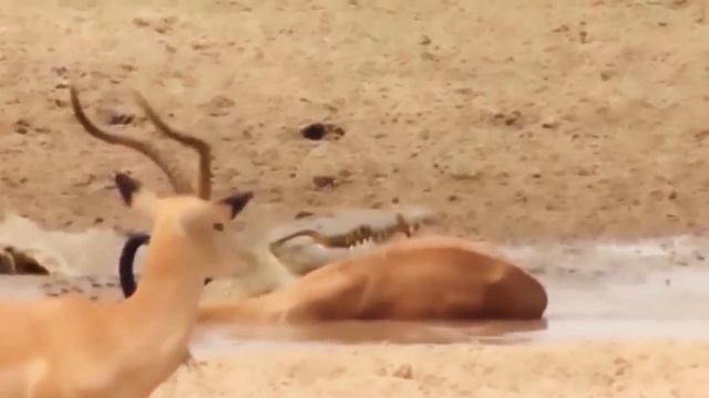 Охота крокодила