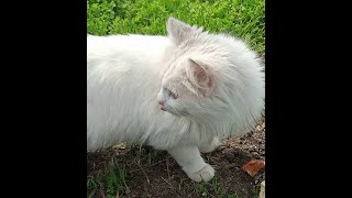 Посаженные деревья принялись,зелень взошла.все растет,Гость).mp4