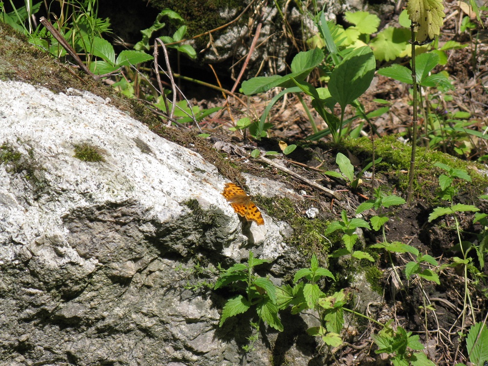 Моя Россия-.mp4