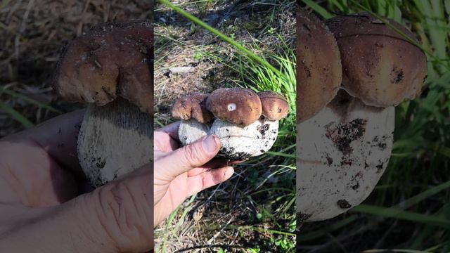 Три сросшихся между собой белых гриба на лесной тропинке