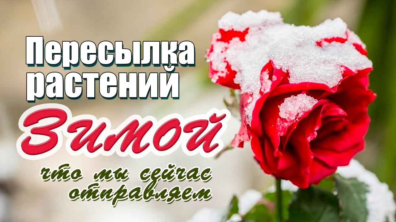Как зимой пересылать растения. Наши зимние посылки с саженцами