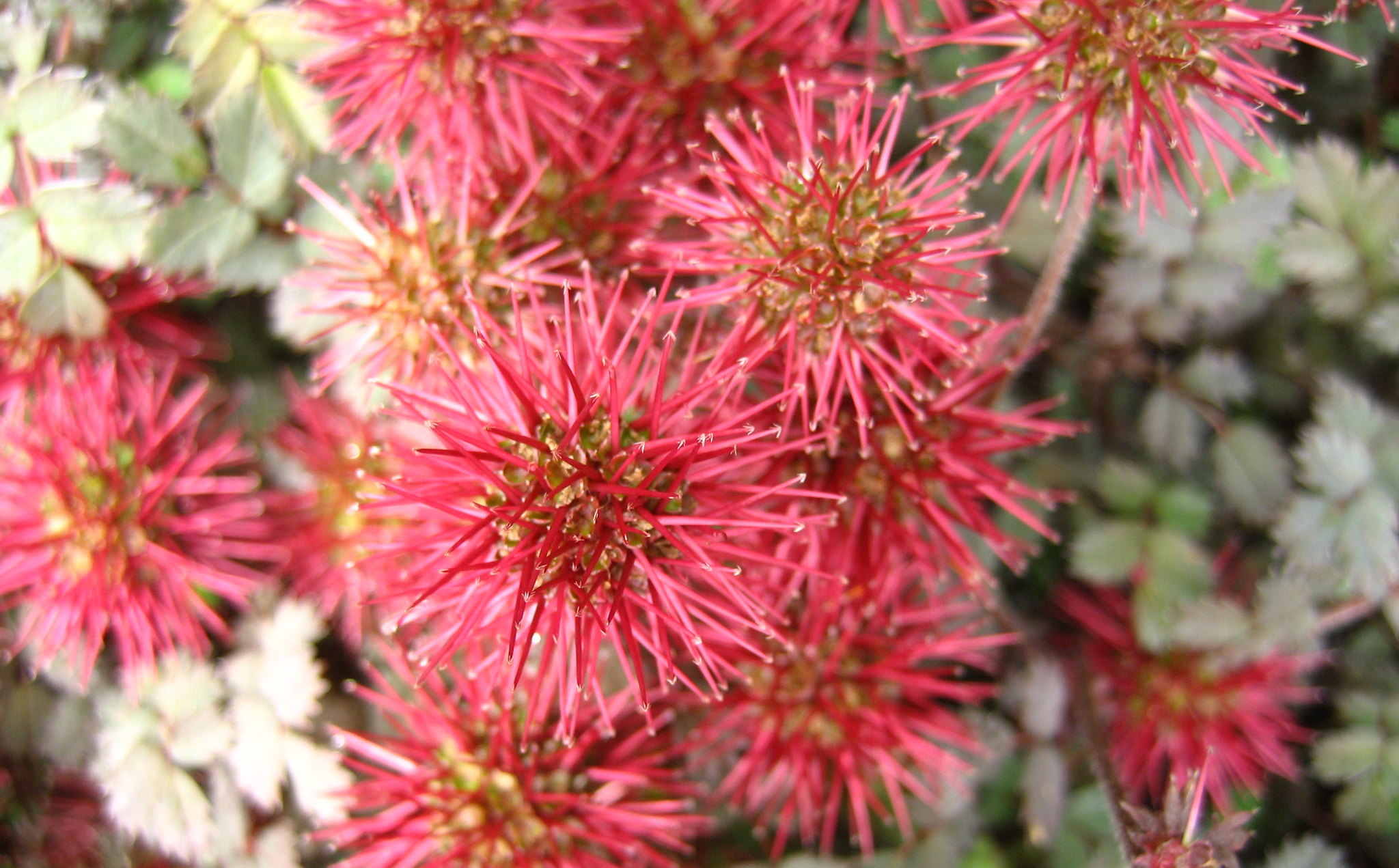 «Ацена Acaena» РЕЛАКС ТЕРАПИЯ ИМПРОВИЗАЦИЯ композитор Виктор Анохин #instrumentalmusic #piano #цветы