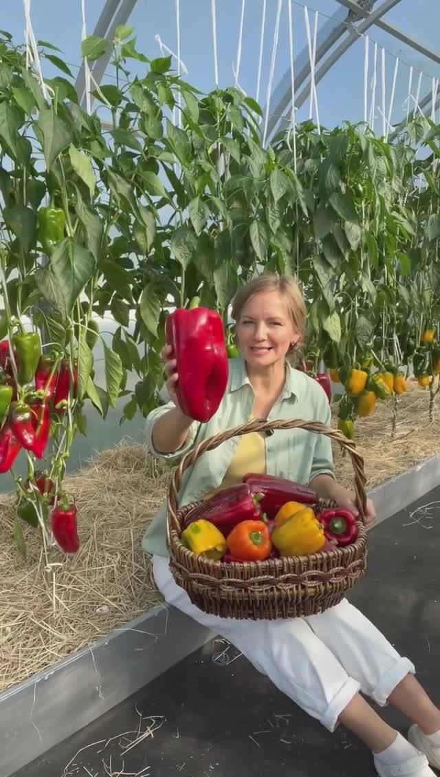 Сладкие перцы Ливадия и Ламуйо — вкусные гиганты на вашем участке!