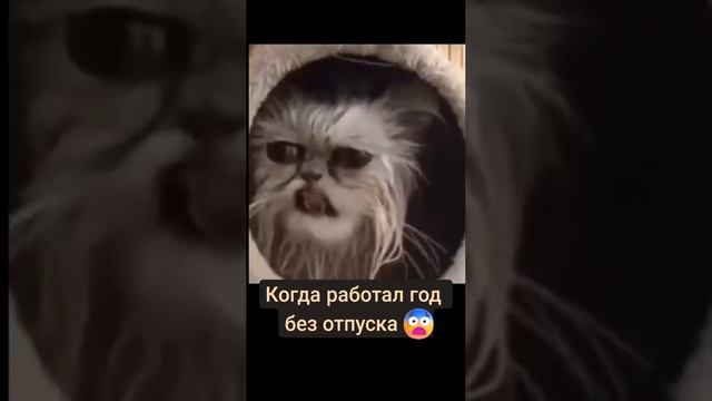 Когда работал год без отпуска