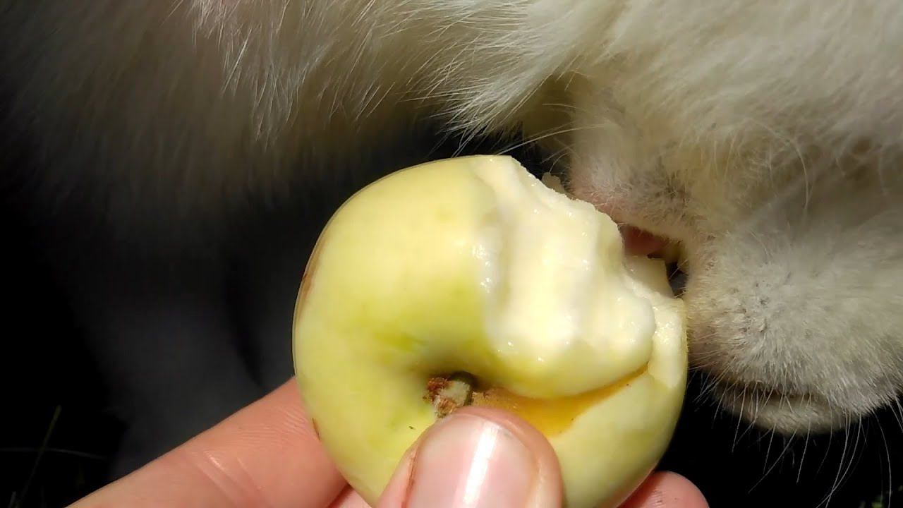 Котлета ест яблоко