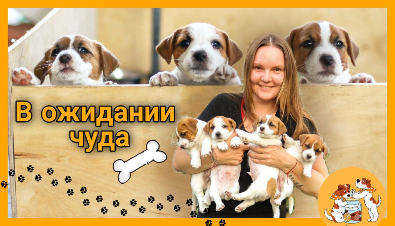 В ожидании чуда... Или ожидание щенка в доме.