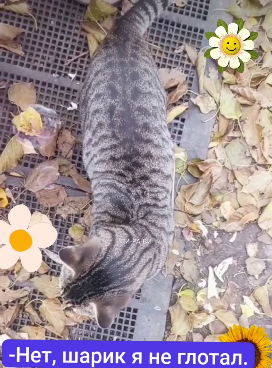 У котика живот как-будто шарик проглотил:)#Shorts