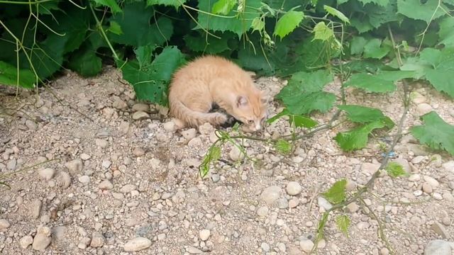 Чем промышляют деревенские коты? Минус один крот??