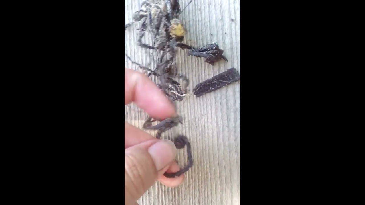 Корневая сеянцев ХУРМЫ и стоит ли их выращивать в контейнерах?