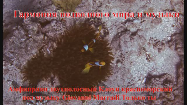 58. Амфиприон двухполосный Клоун красноморский под музыку Giovanni Marradi Только ты