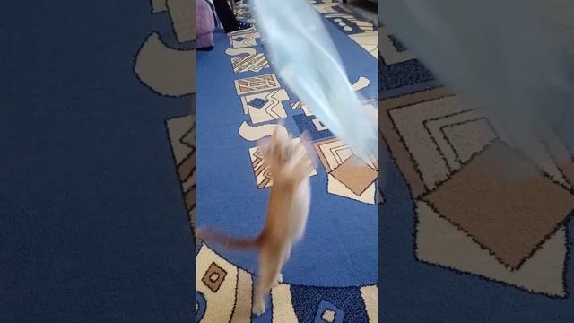 И котам нужна защита.