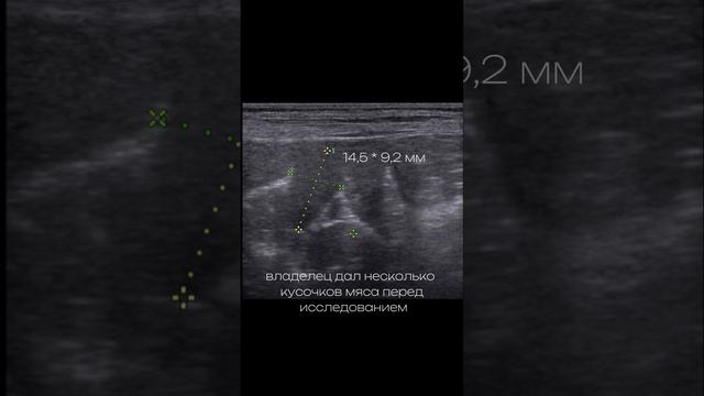 Важен ли анамнез в УЗИ?  #ветврач #ultrasound