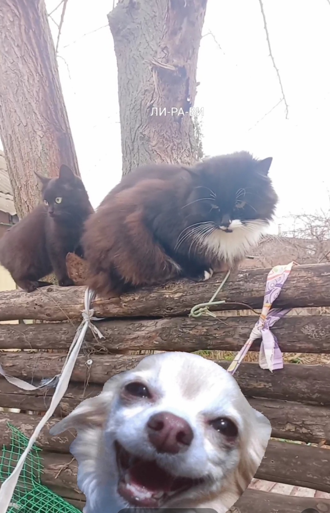 Котики испугались маленьких собак.#shorts