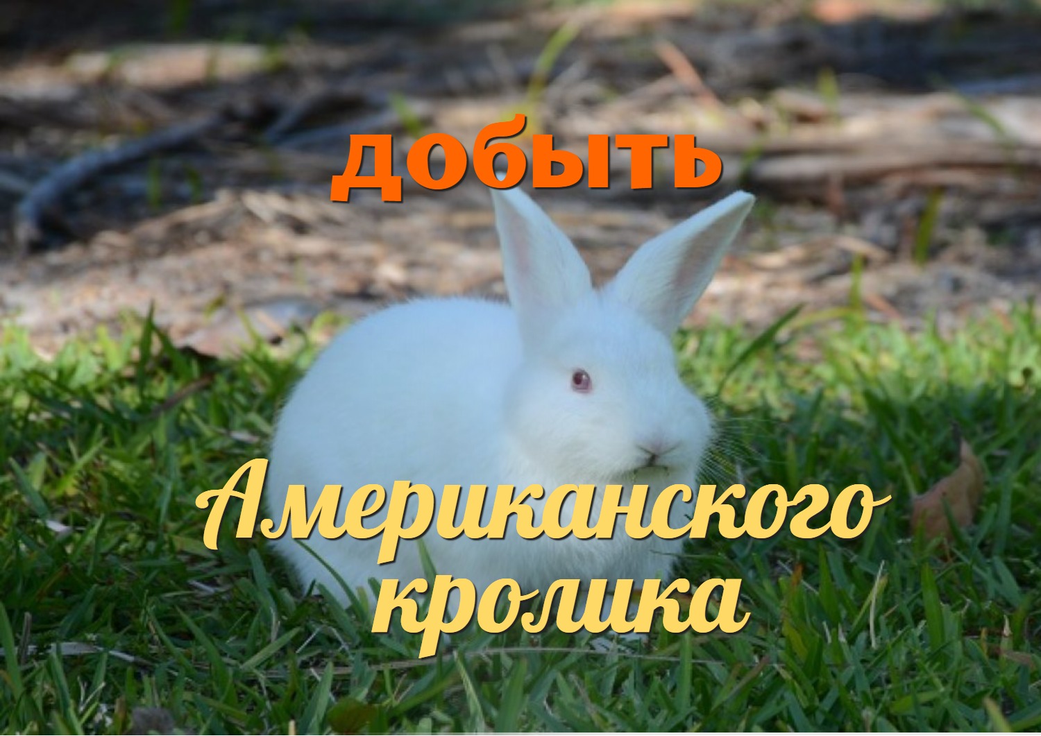 The Hunter classic(добыть Американского кролика)