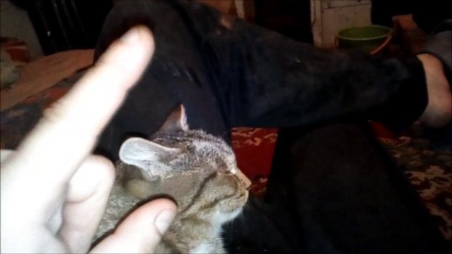 кошка не дает спать утром!что делать?