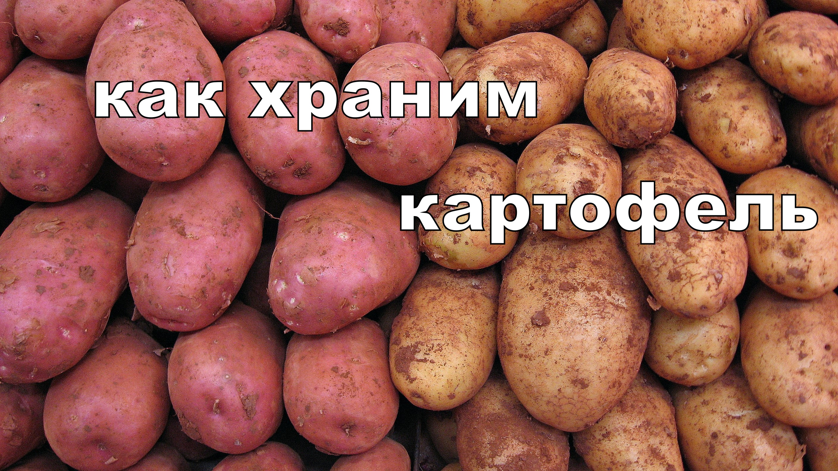 хранение картофеля