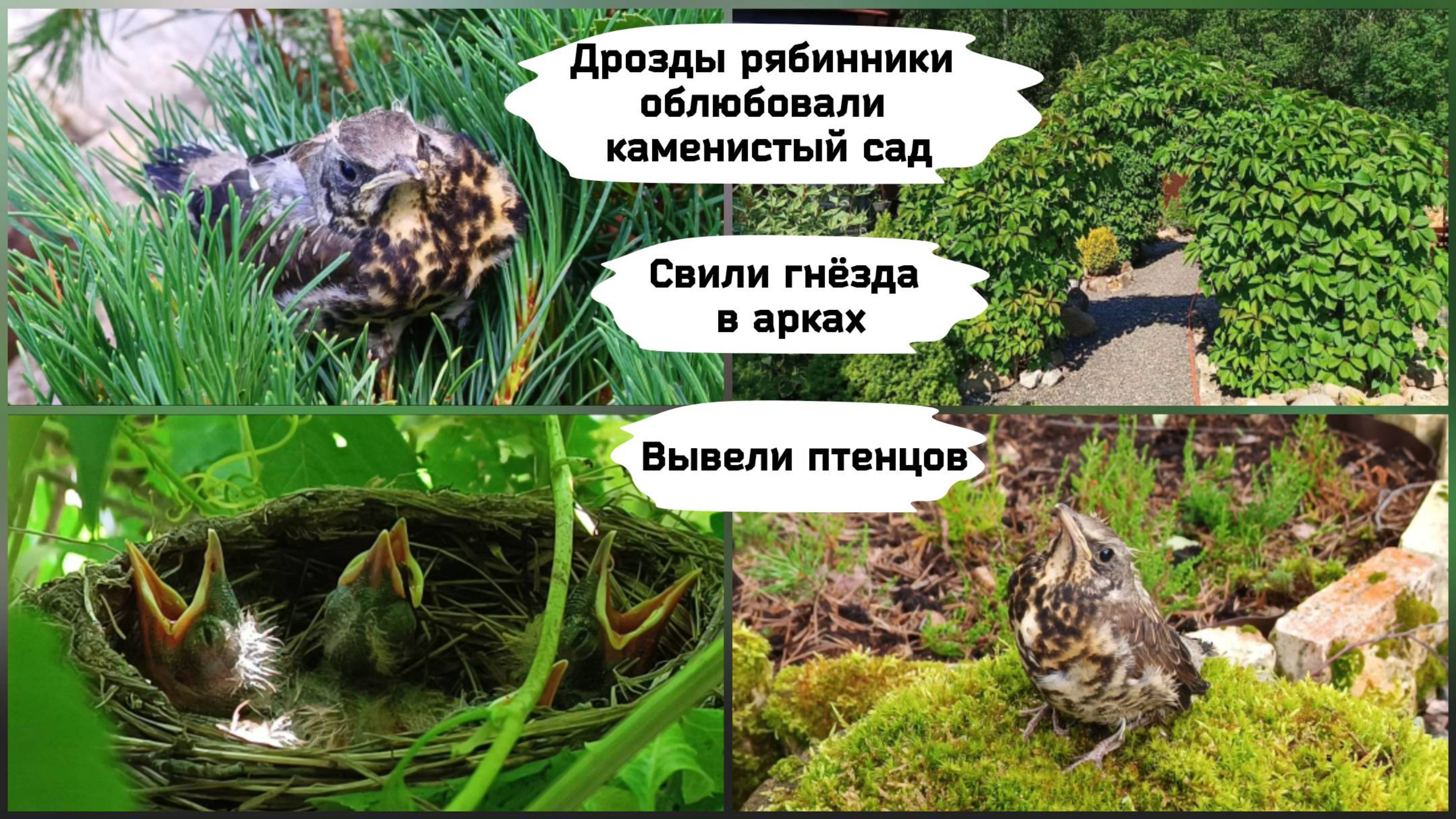 Дрозды-рябинники облюбовали каменистый сад.