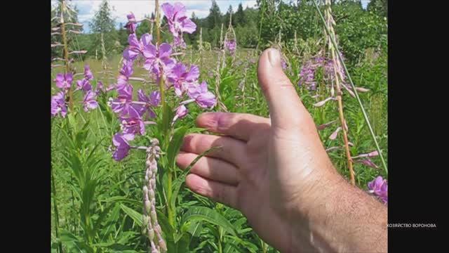 Иван Чай. Быстро собираю, ферментирую и сушу