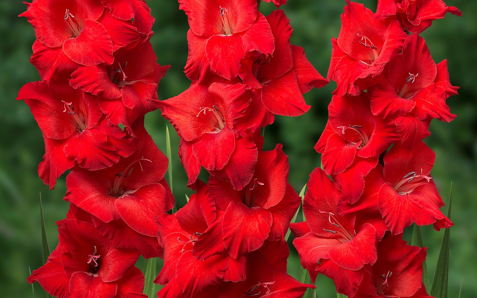 Цветок имени Александр - гладиолус.mp4