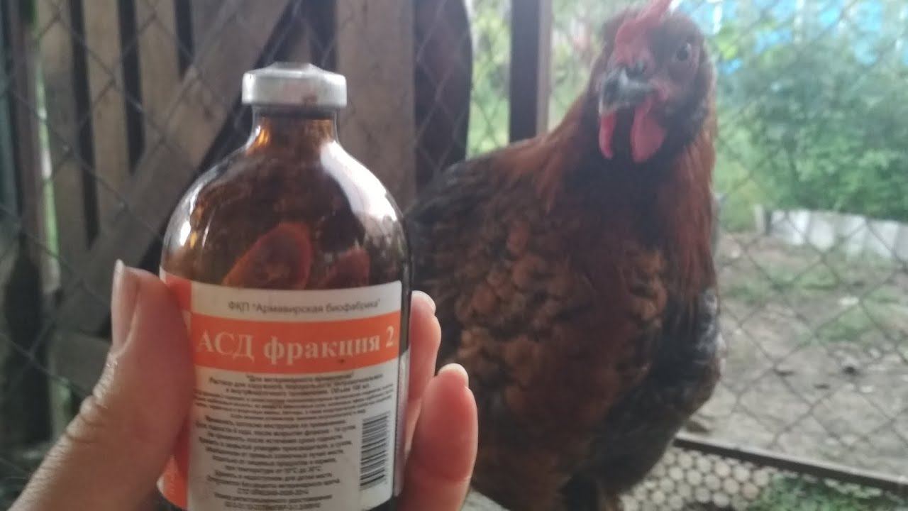 Как повысить яиценоскость кур//АСД 2 зачем курам и как правило давать.