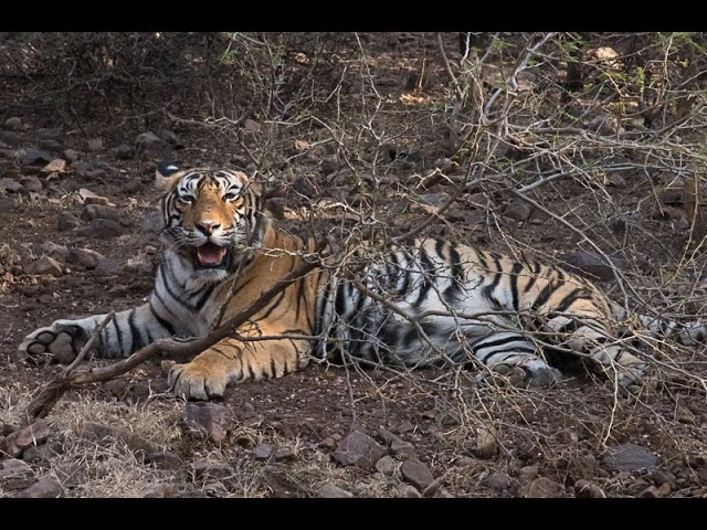 Рантамбор - национальный парк и тигриный заповедник Индии