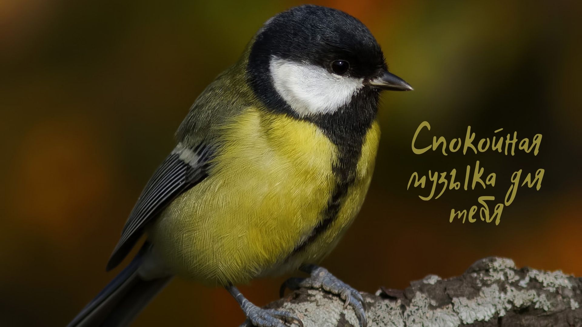 Спокойная музыка именно для тебя.